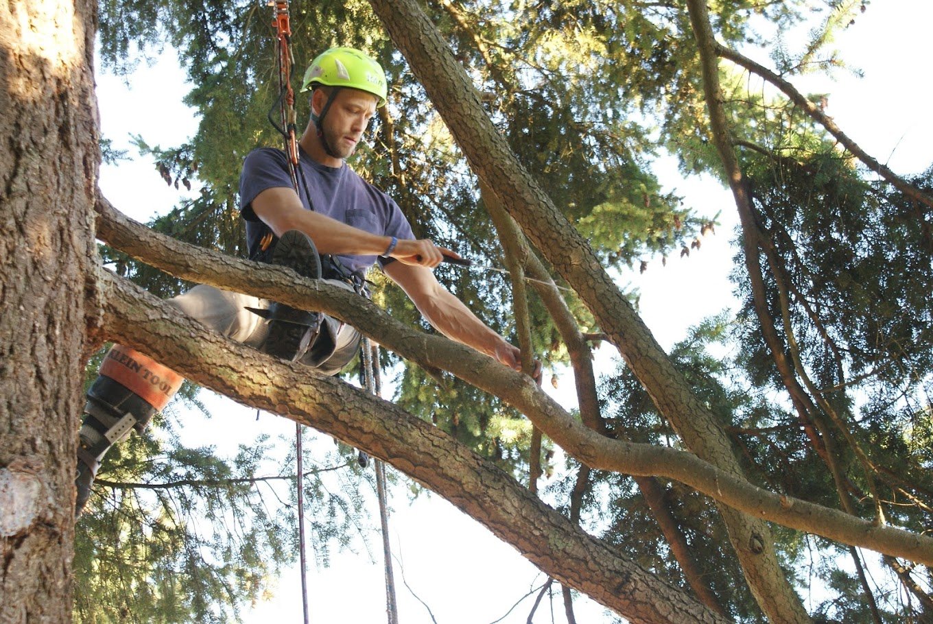 Experienced Tree Care Services | Arbor Services Northwest