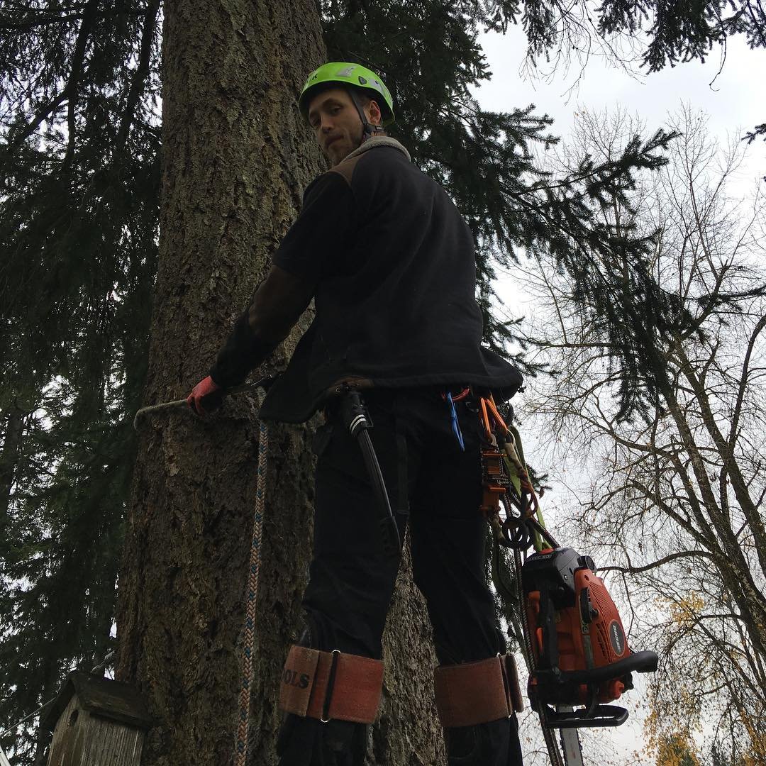 Tree Safety - Expert Tree Care Services | Arbor Services Northwest
